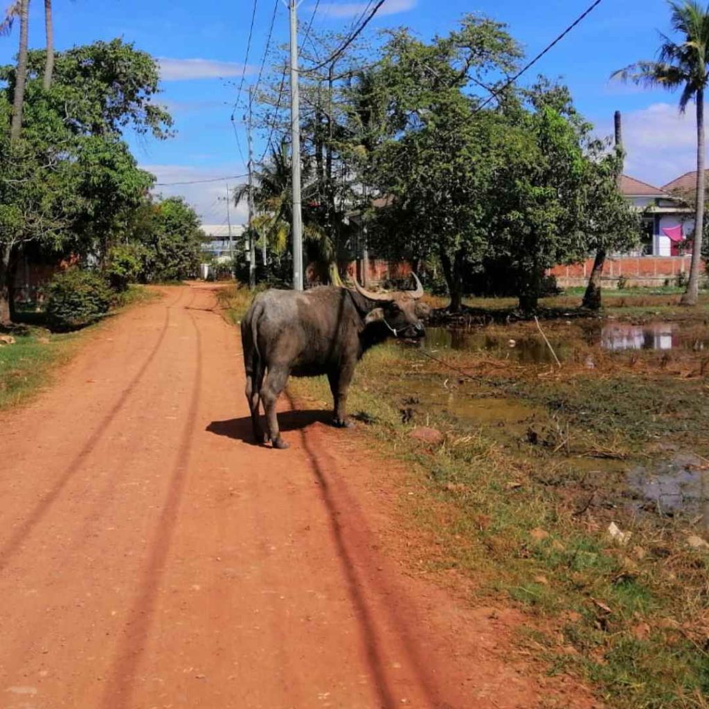 Discover 5 Amazing Sights on the Beng Mealea Temple Tour with ...