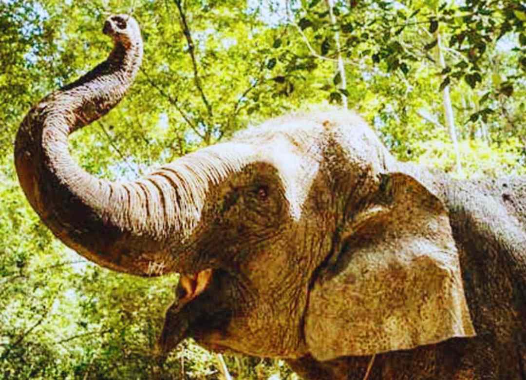 Experience the Magic: Unforgettable Encounters at Kulen Elephant Forest ...